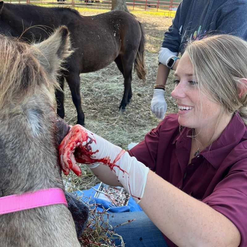 Equine Ophthalmology - Why a Squinting Horse is an Emergency - Carter ...