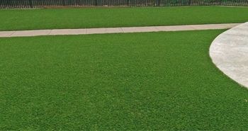 Gallery - Plush Grass LLC