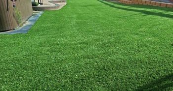 Gallery - Plush Grass LLC