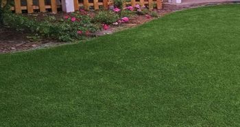 Gallery - Plush Grass LLC