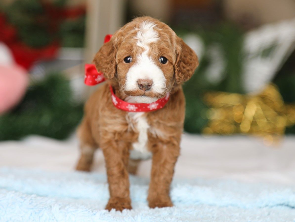 Walker • Golden Retriever Baby - WildWood Doodles - Pick the Poodle ...