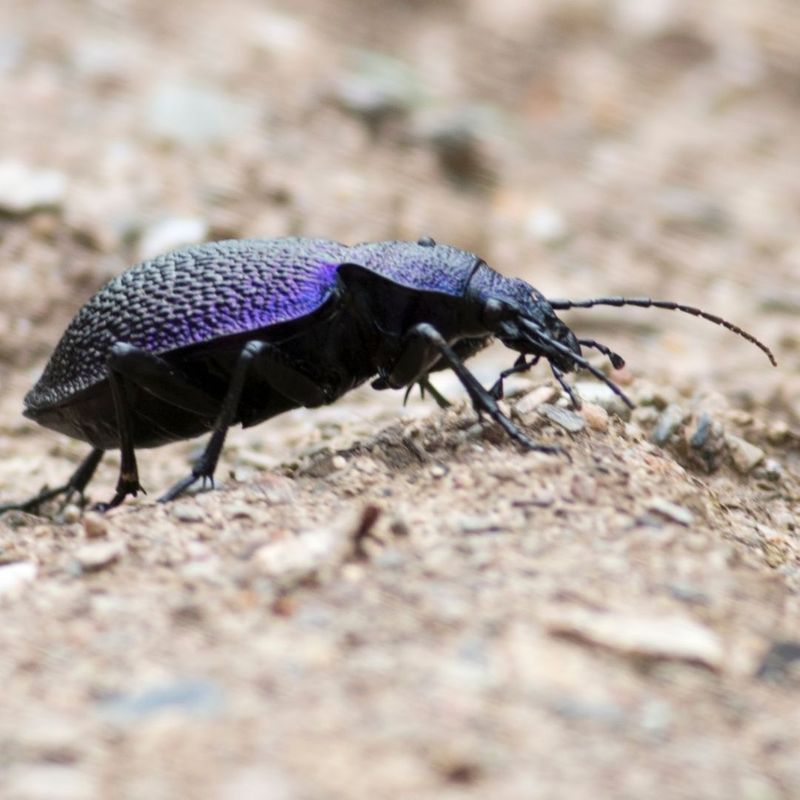 Purple Beetle Insect