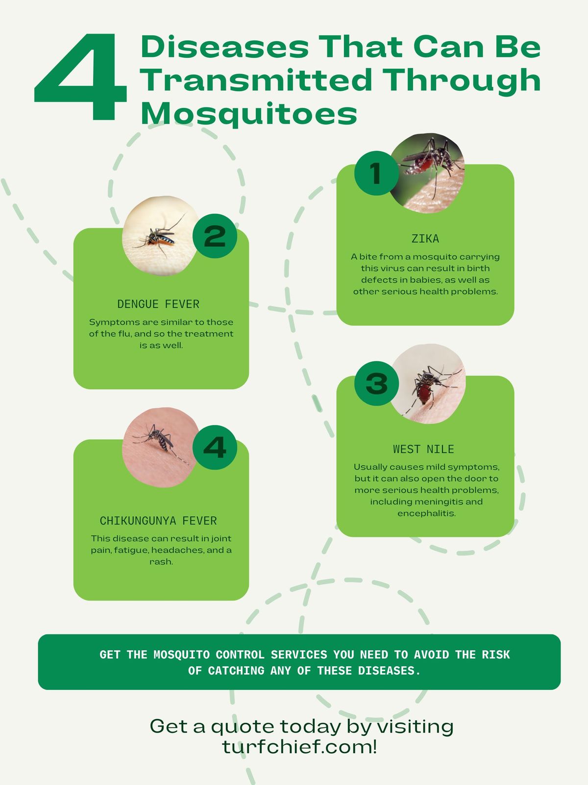Disease Transmitted Mosquitoes at Michael Brehm blog